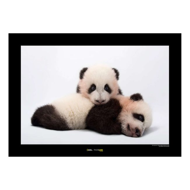 National Geographic Panda Poster | Disney Store National Geographic Panda Poster | Disney Store